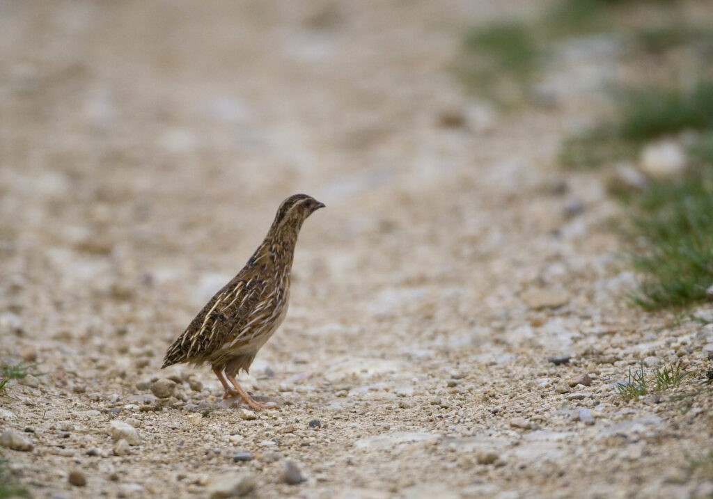 Copyright © 2023 Cybergames-café / Crédit photos / FAQ – Foire aux ...