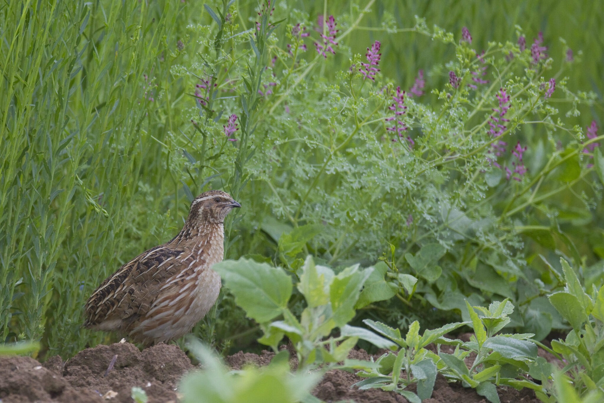 Copyright © 2023 Cybergames-café / Crédit photos / FAQ – Foire aux ...