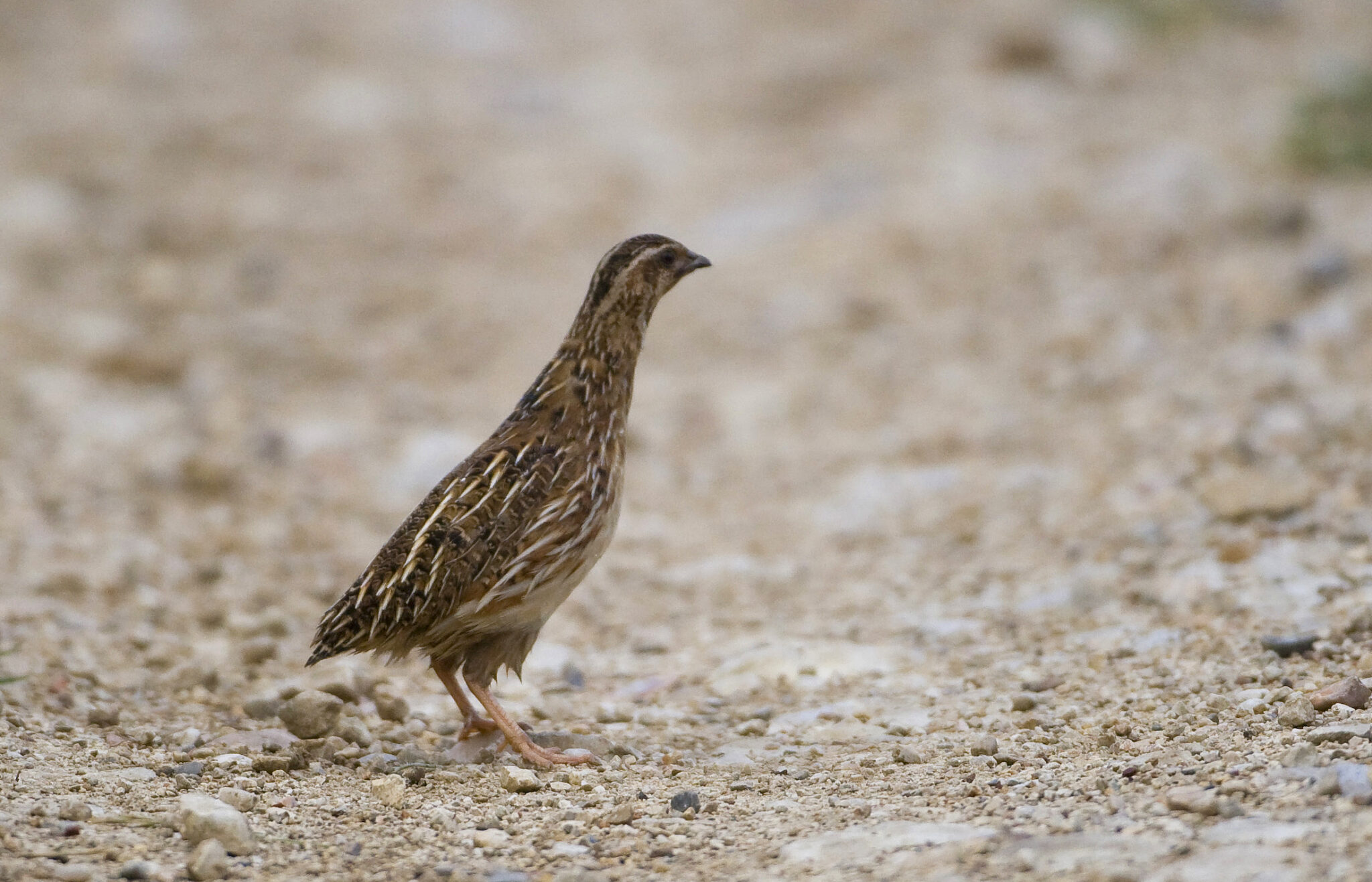 Copyright © 2025 Cybergames-café / Crédit photos / FAQ – Foire aux ...