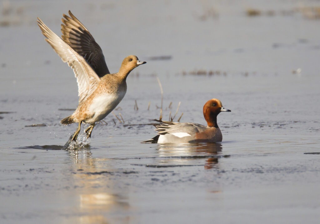 22 febrero 2021 Canard-Siffleur_06