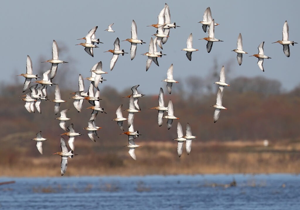21 March 2021 Barge-queue-noire_01