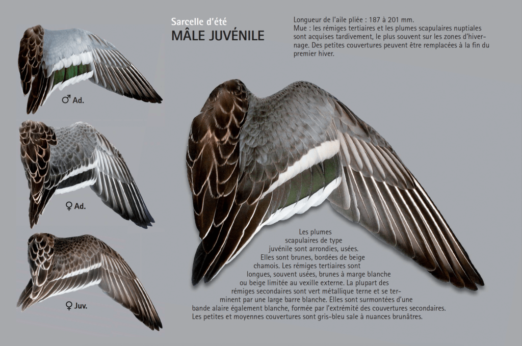 Grandes couvertures tertiaires