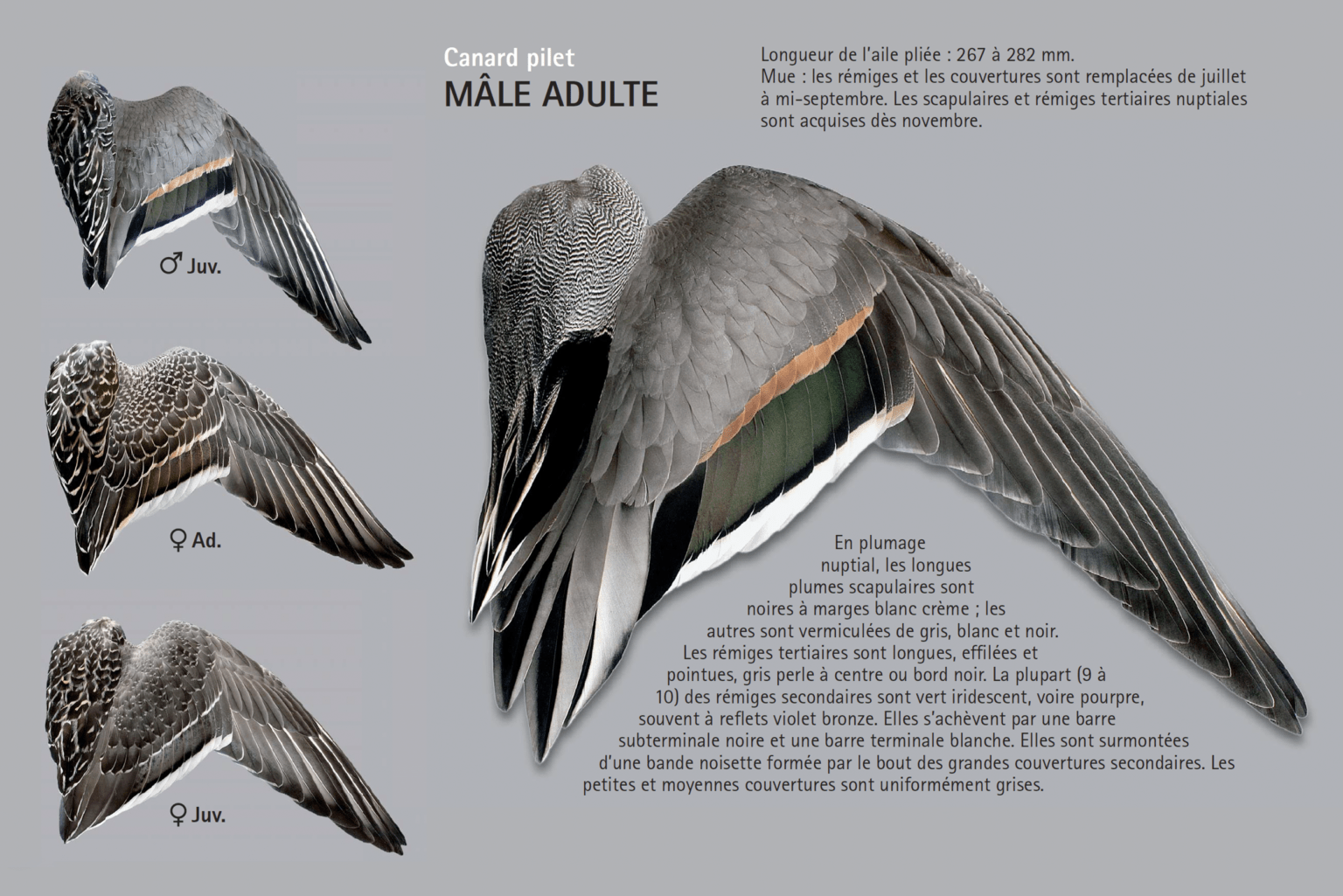 En cas de doute et si on dispose de l’oiseau entier, on recherchera des ...
